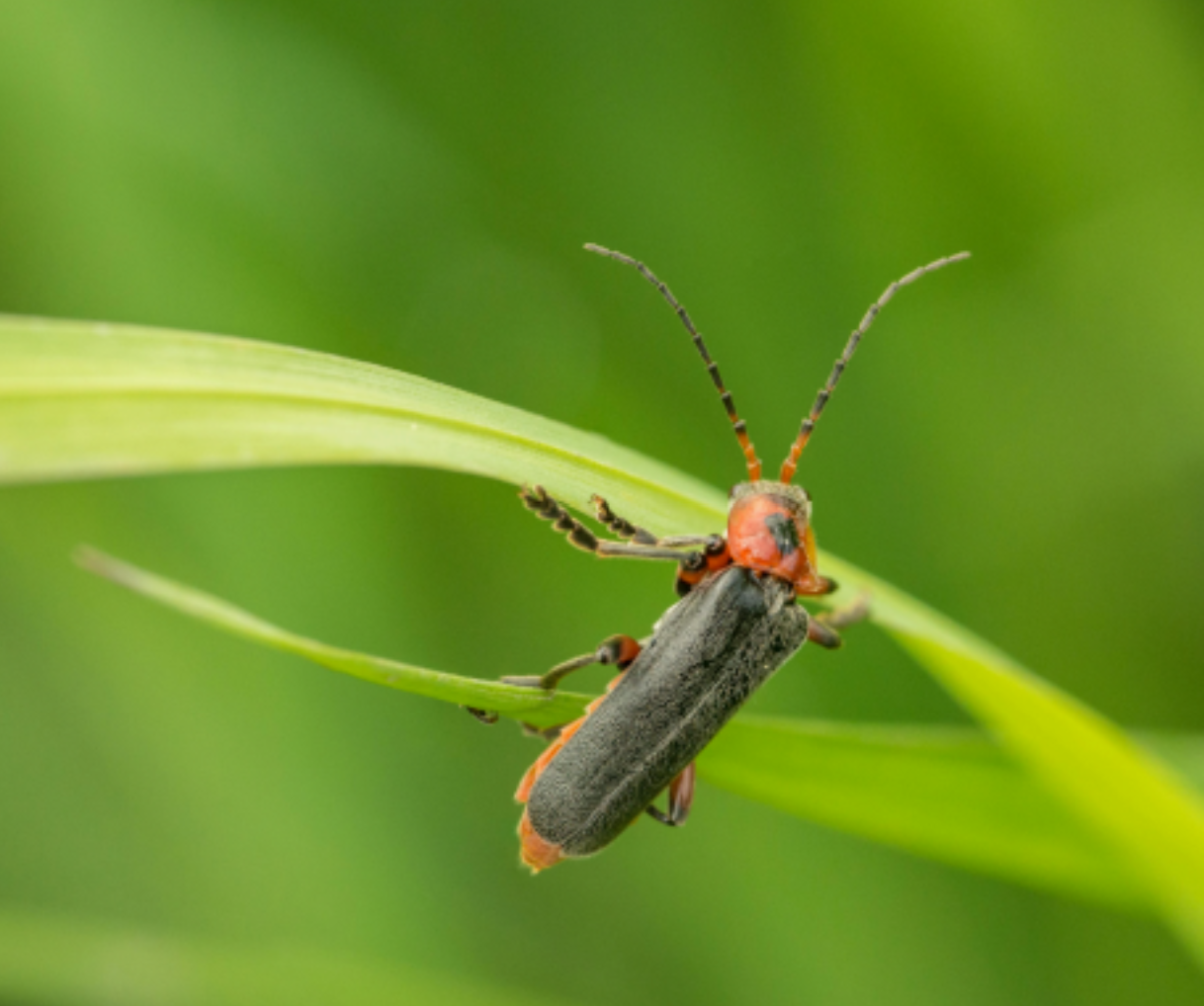 Fading light: the alarming decline of fireflies - Teens in Print